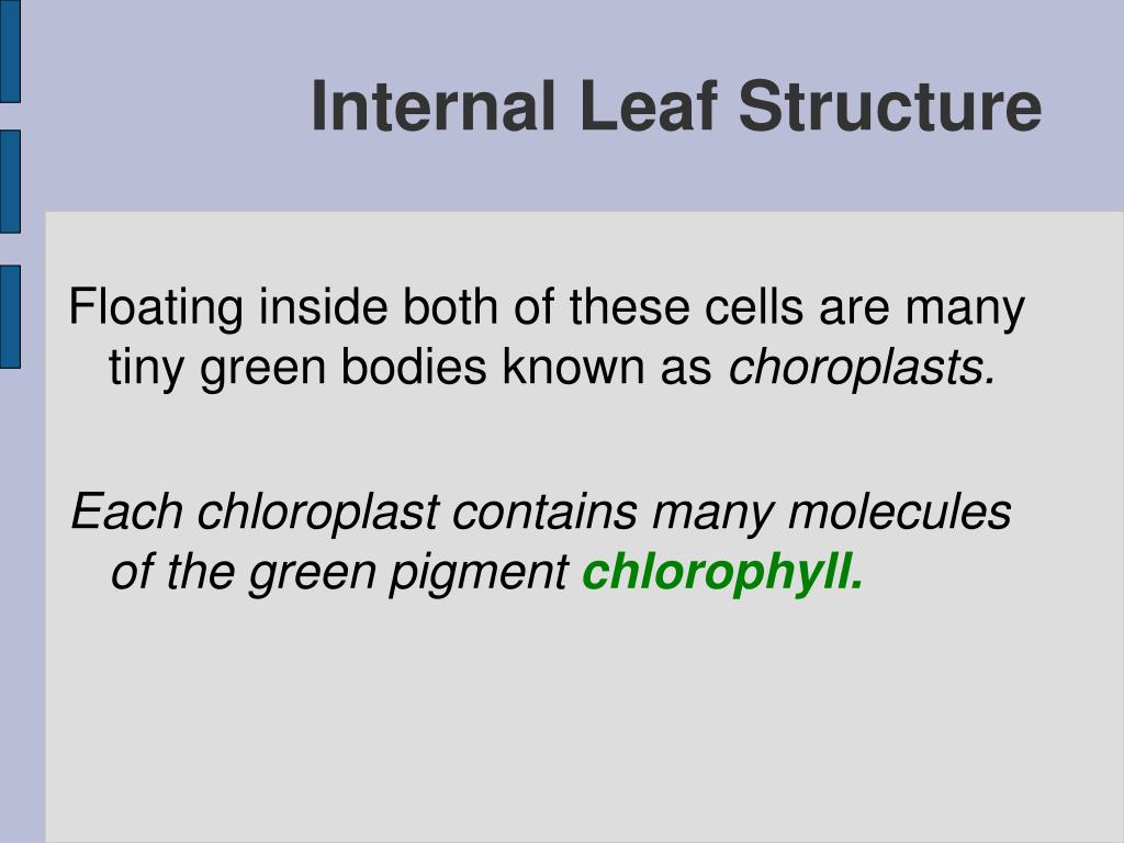 PPT - Parts of the Plant: Leaves PowerPoint Presentation, free download ...