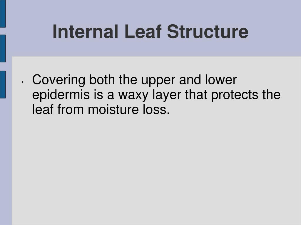 PPT - Parts of the Plant: Leaves PowerPoint Presentation, free download ...