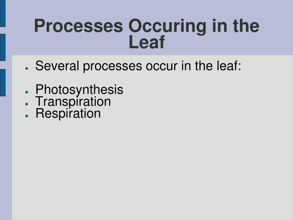 PPT - Parts of the Plant: Leaves PowerPoint Presentation, free download ...