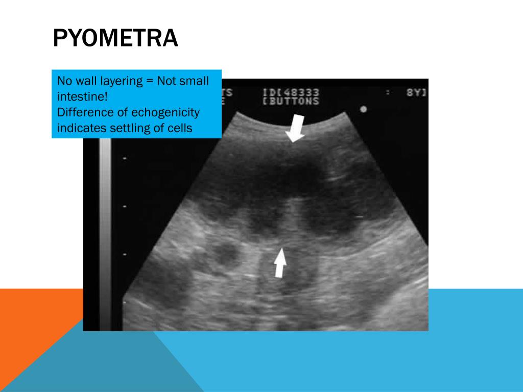 PPT - Practical Ultrasound: Recognition of Surgical Disease PowerPoint ...