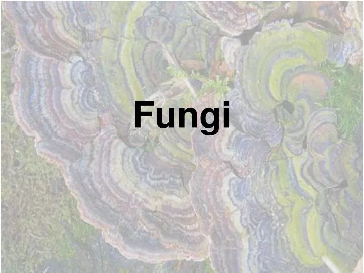 PPT - Fungi PowerPoint Presentation, free download - ID:2026443