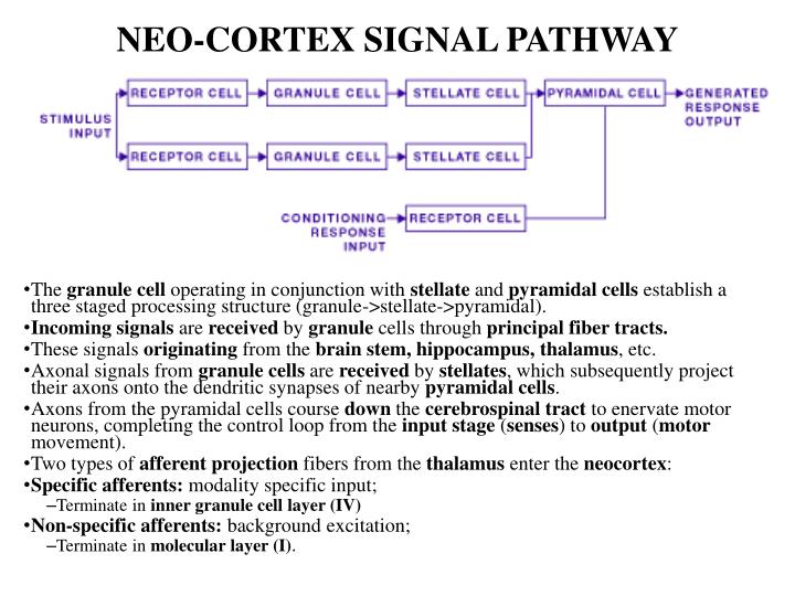 PPT - HISTOLOGY OF CNS PowerPoint Presentation - ID:2026464