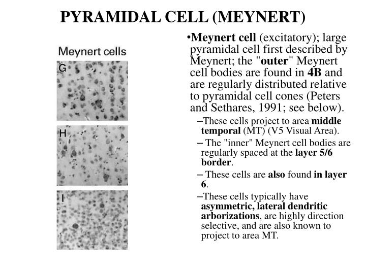 PPT - HISTOLOGY OF CNS PowerPoint Presentation - ID:2026464