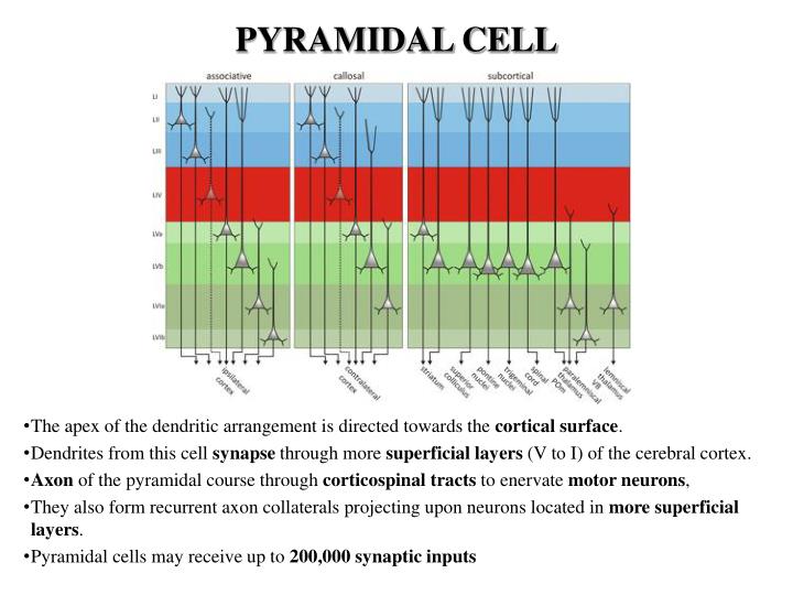 PPT - HISTOLOGY OF CNS PowerPoint Presentation - ID:2026464