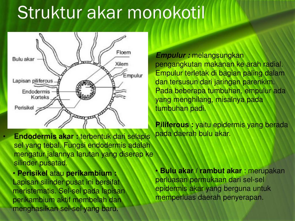 Ppt Tumbuhan Monokotil Powerpoint Presentation Free Download Id