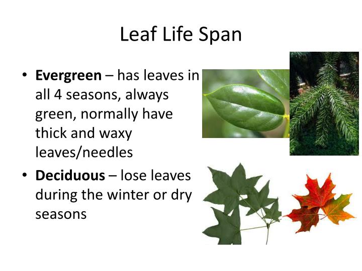 PPT - Vegetative Characteristics PowerPoint Presentation - ID:2026504