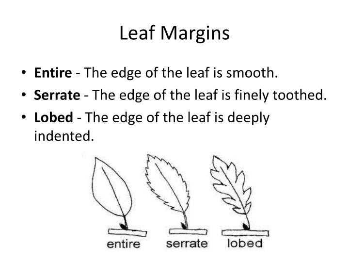 PPT - Vegetative Characteristics PowerPoint Presentation - ID:2026504