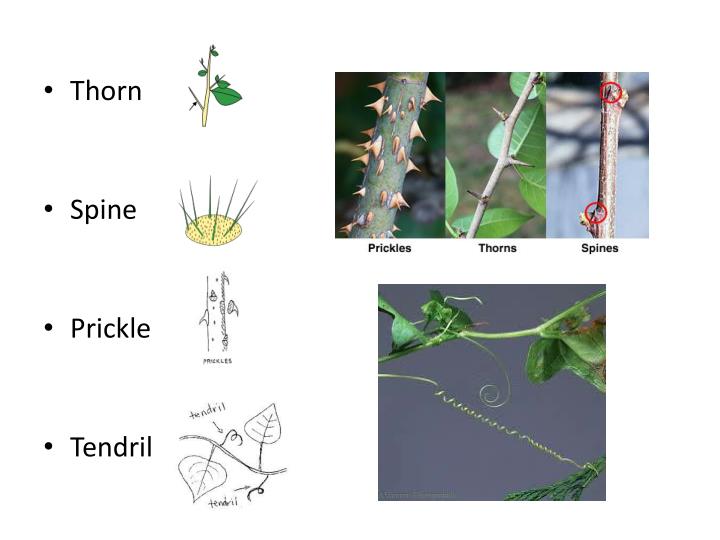 PPT - Vegetative Characteristics PowerPoint Presentation - ID:2026504
