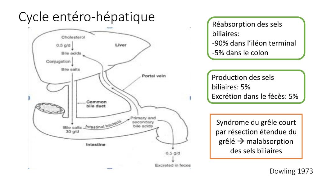 PPT - Physiopathologie des lithiases cholestéroliques PowerPoint ...