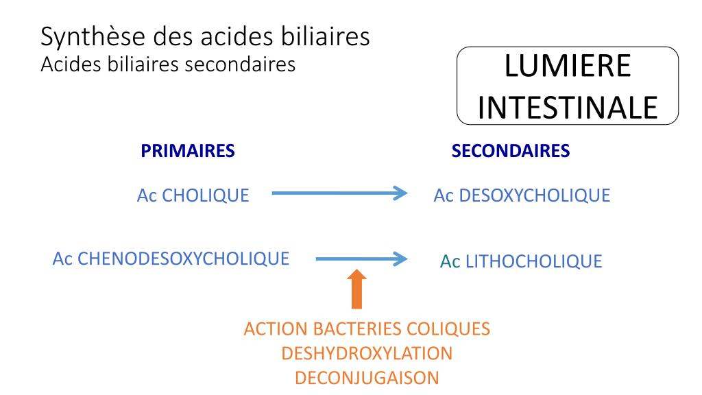 PPT - Physiopathologie des lithiases cholestéroliques PowerPoint ...