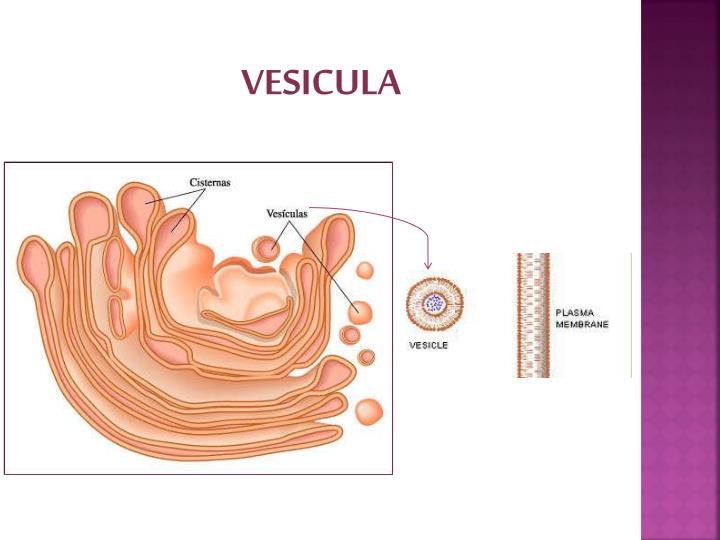 PPT - LA CÉLULA: PowerPoint Presentation - ID:2026718