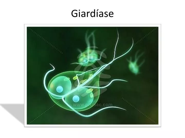 PPT - Giardíase PowerPoint Presentation, free download - ID:2026742
