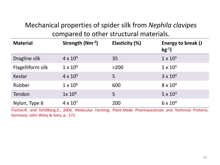 PPT - The Elaborate Structure of Spider Silk PowerPoint Presentation ...