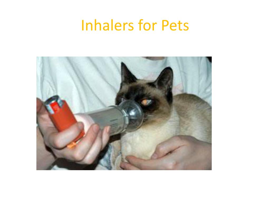 PPT - The Respiratory System In Veterinary Medicine and Surgery ...