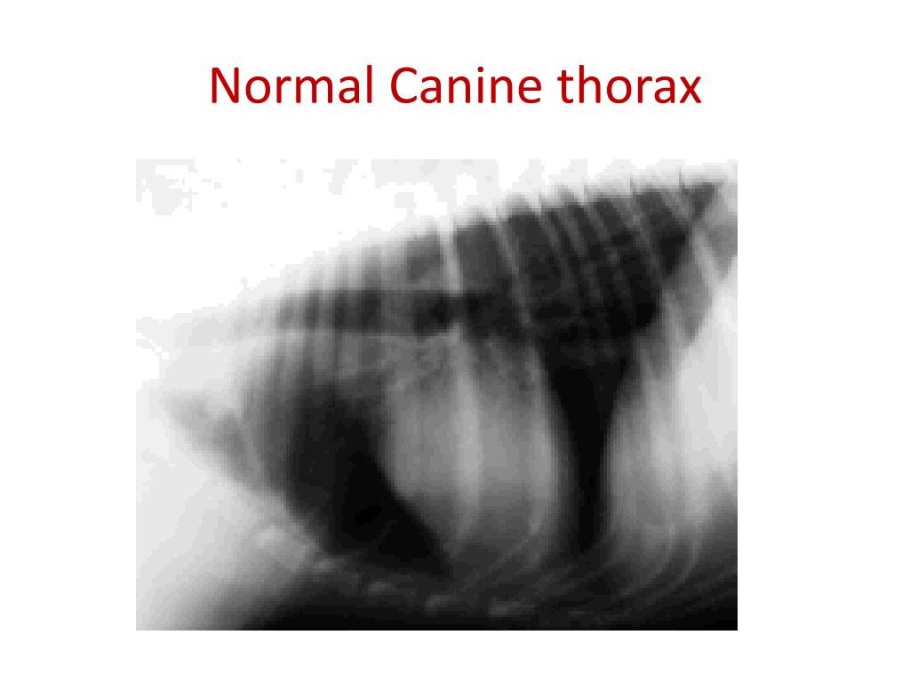 PPT - The Respiratory System In Veterinary Medicine and Surgery ...