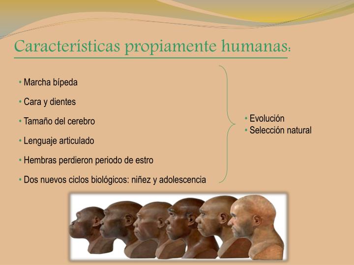 PPT - Evolución de los homínidos PowerPoint Presentation - ID:2027476