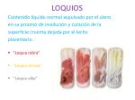PPT - ~Atención, Parto y Puerperio~ PowerPoint Presentation - ID:2027525