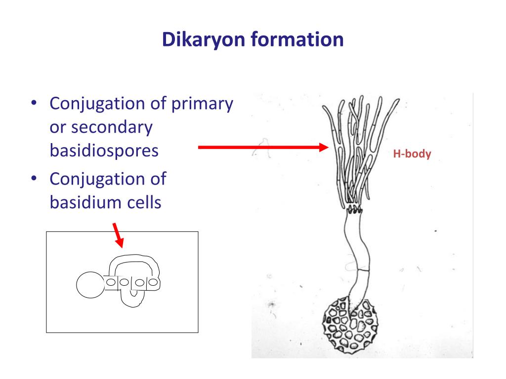 PPT - Ustilaginomycetes , The Smut fungi PowerPoint Presentation, free ...