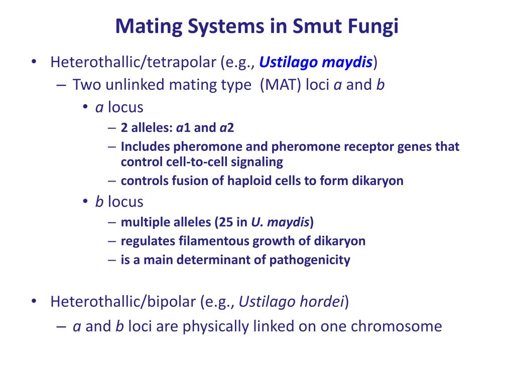 PPT - Ustilaginomycetes , The Smut fungi PowerPoint Presentation, free ...