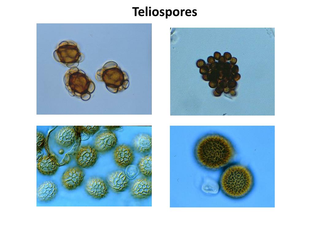 PPT - Ustilaginomycetes , The Smut fungi PowerPoint Presentation, free ...