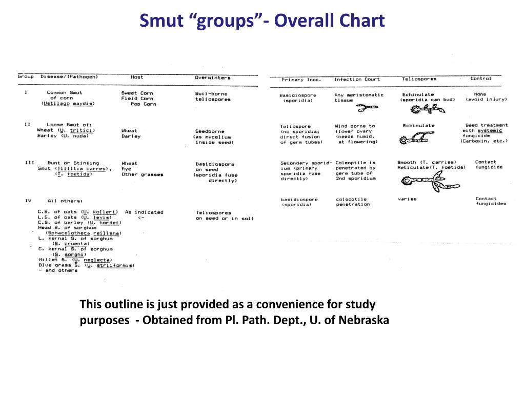 PPT - Ustilaginomycetes , The Smut fungi PowerPoint Presentation, free ...