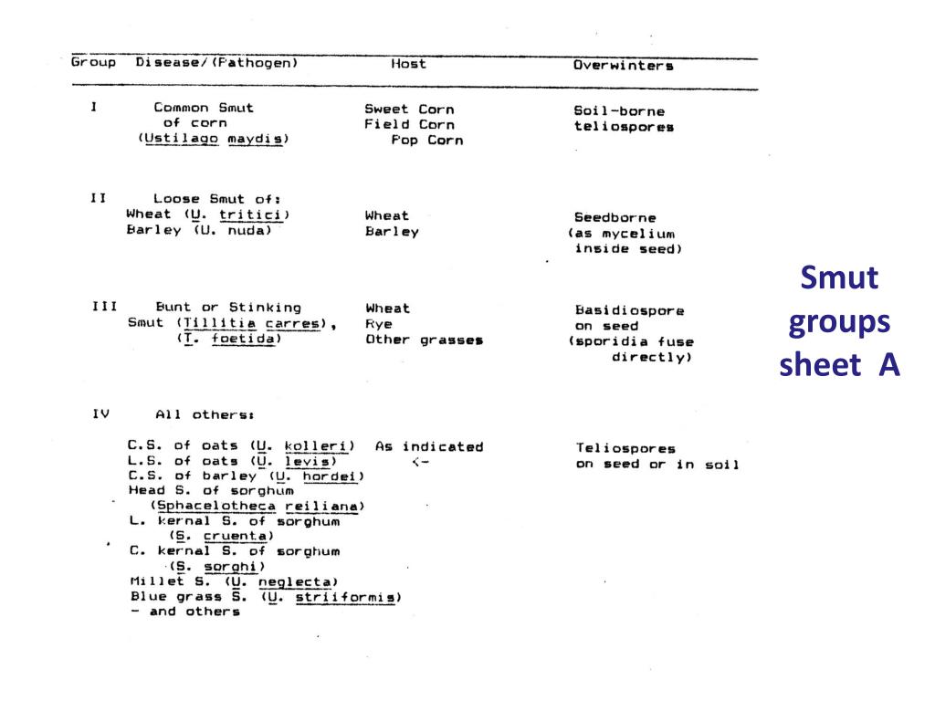 PPT - Ustilaginomycetes , The Smut fungi PowerPoint Presentation, free ...