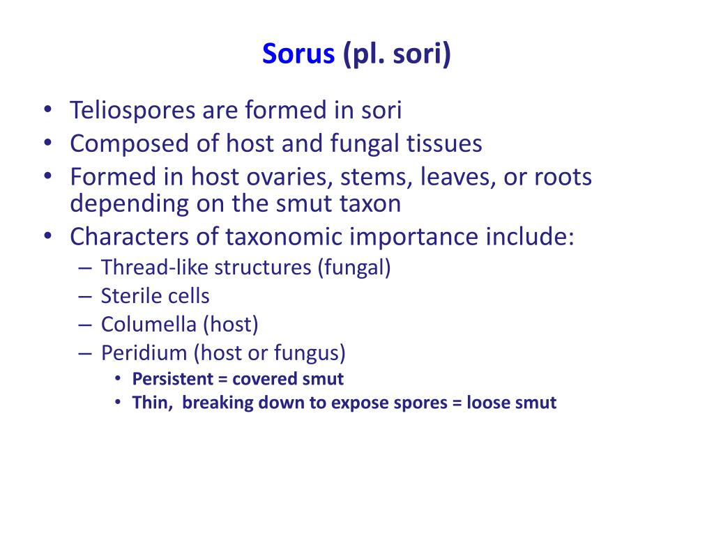 PPT - Ustilaginomycetes , The Smut fungi PowerPoint Presentation, free ...