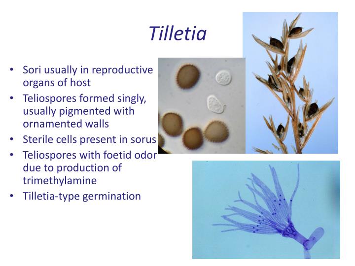 PPT - Ustilaginomycetes , The Smut fungi PowerPoint Presentation - ID ...