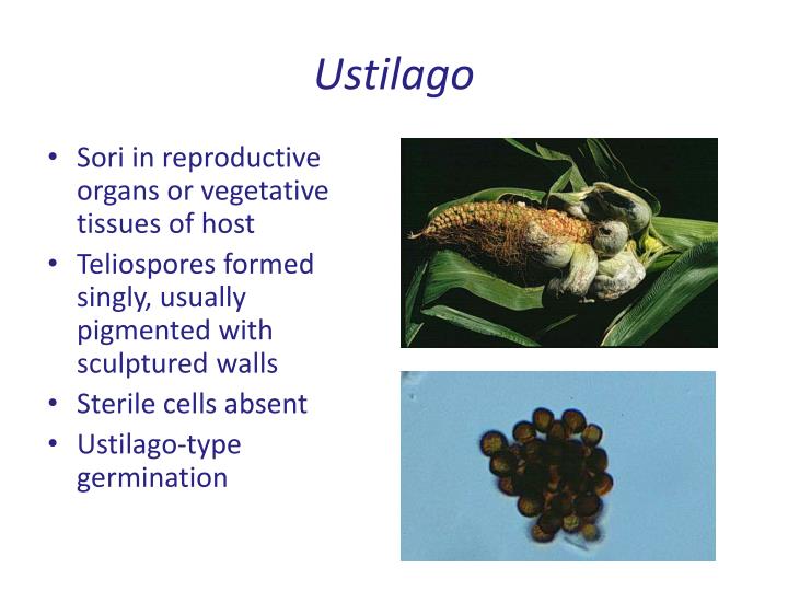 PPT - Ustilaginomycetes , The Smut fungi PowerPoint Presentation - ID ...