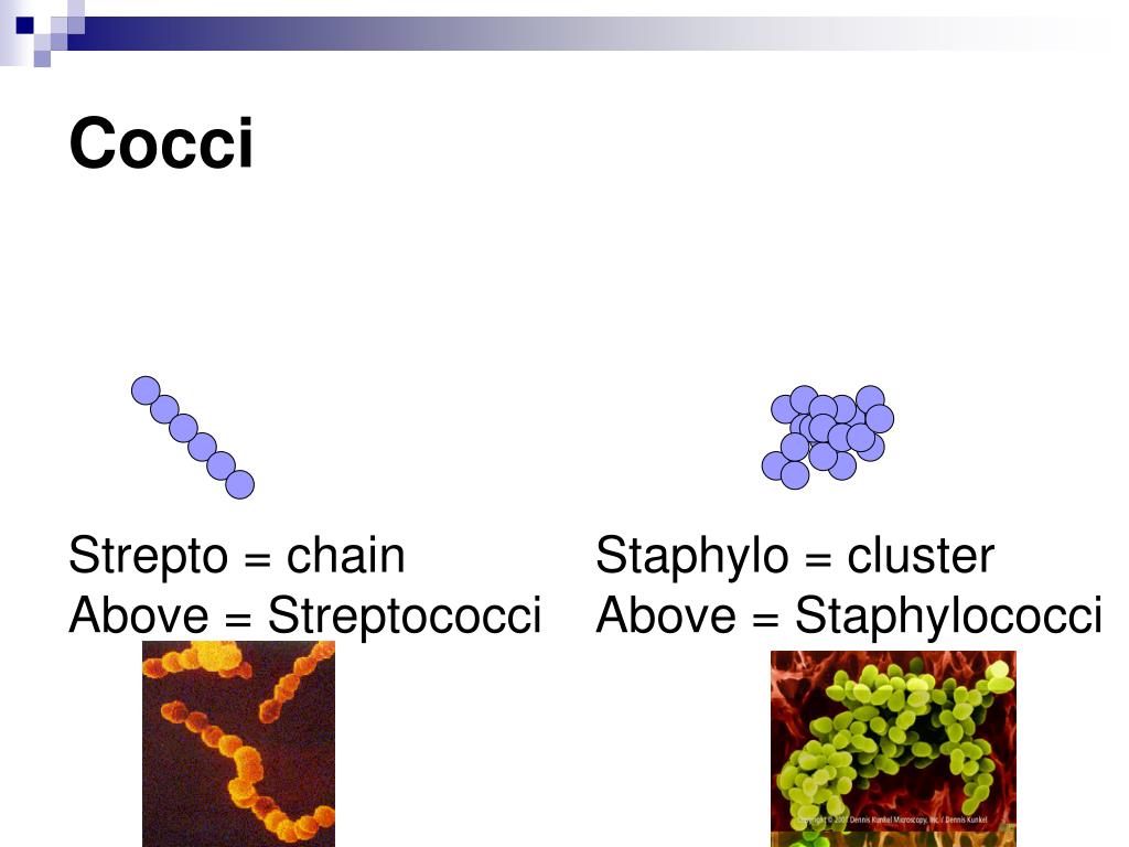 PPT - Introduction to SUR 111 Perioperative Patient Care PowerPoint ...