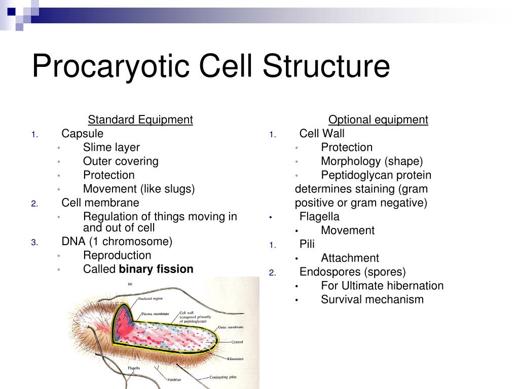 PPT - Introduction to SUR 111 Perioperative Patient Care PowerPoint ...