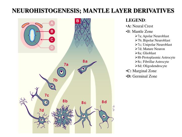PPT - DEVELOPMENT of NERVOUS SYSTEM PowerPoint Presentation - ID:2028623