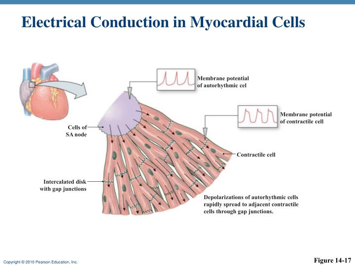 PPT - The cells of the heart PowerPoint Presentation - ID:2028630