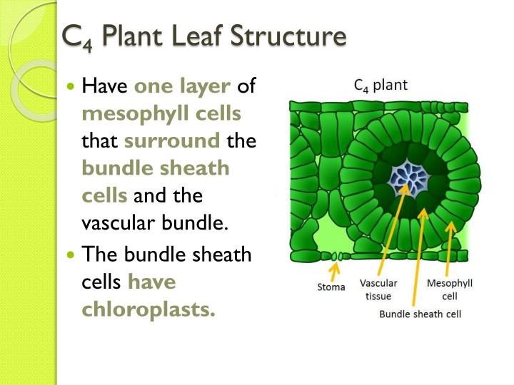 PPT - Adaptations to Photosynthesis: C4 and CAM Plants PowerPoint ...
