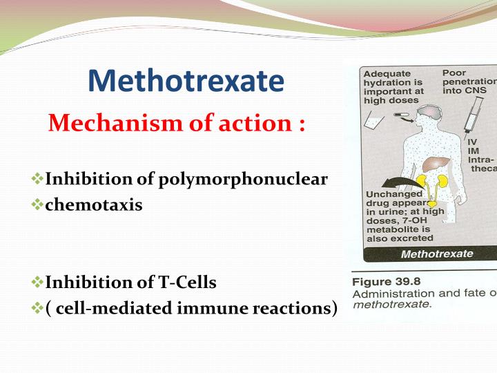 PPT - Disease –Modifying Antirheumatic drugs PowerPoint Presentation ...