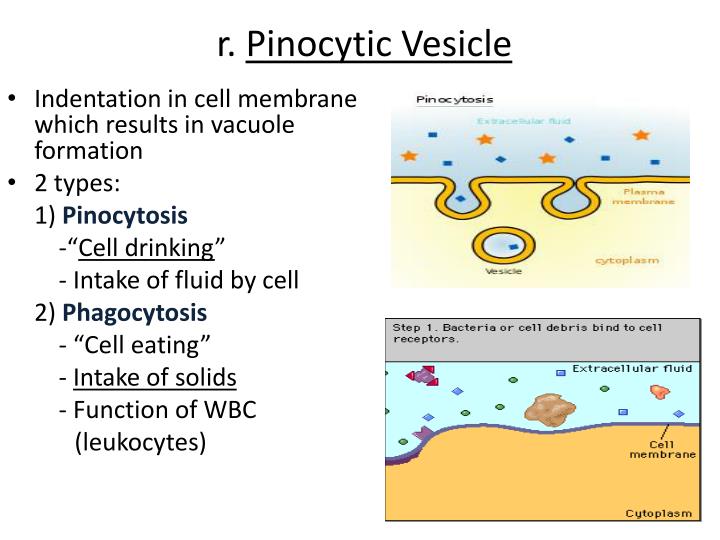 PPT - Chapter 7 Cell Structures PowerPoint Presentation - ID:2028706
