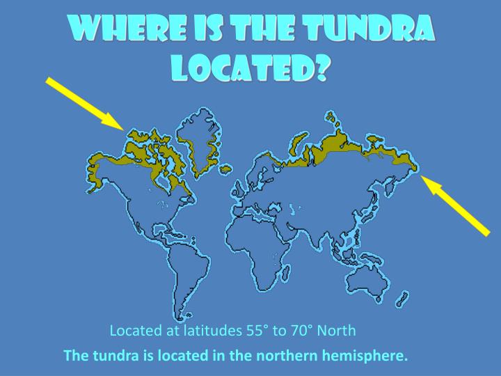 PPT - Tundra Biome PowerPoint Presentation - ID:2028741
