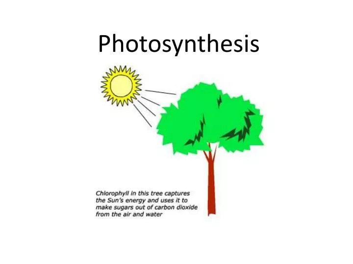 PPT - Photosynthesis PowerPoint Presentation, free download - ID:2028770
