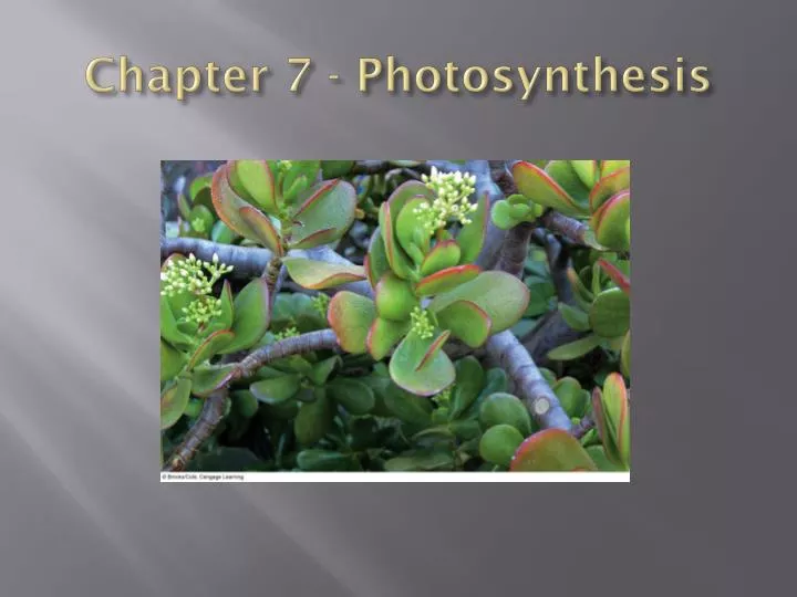 PPT - Chapter 7 - Photosynthesis PowerPoint Presentation, free download ...