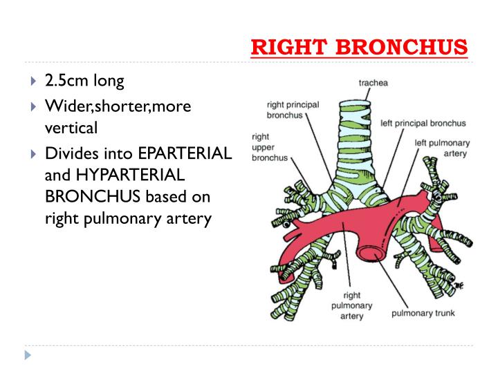 PPT - ANATOMY OF TRACHEOBRONCHIAL TREE PowerPoint Presentation - ID:2028883