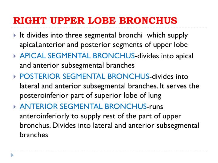 PPT - ANATOMY OF TRACHEOBRONCHIAL TREE PowerPoint Presentation - ID:2028883
