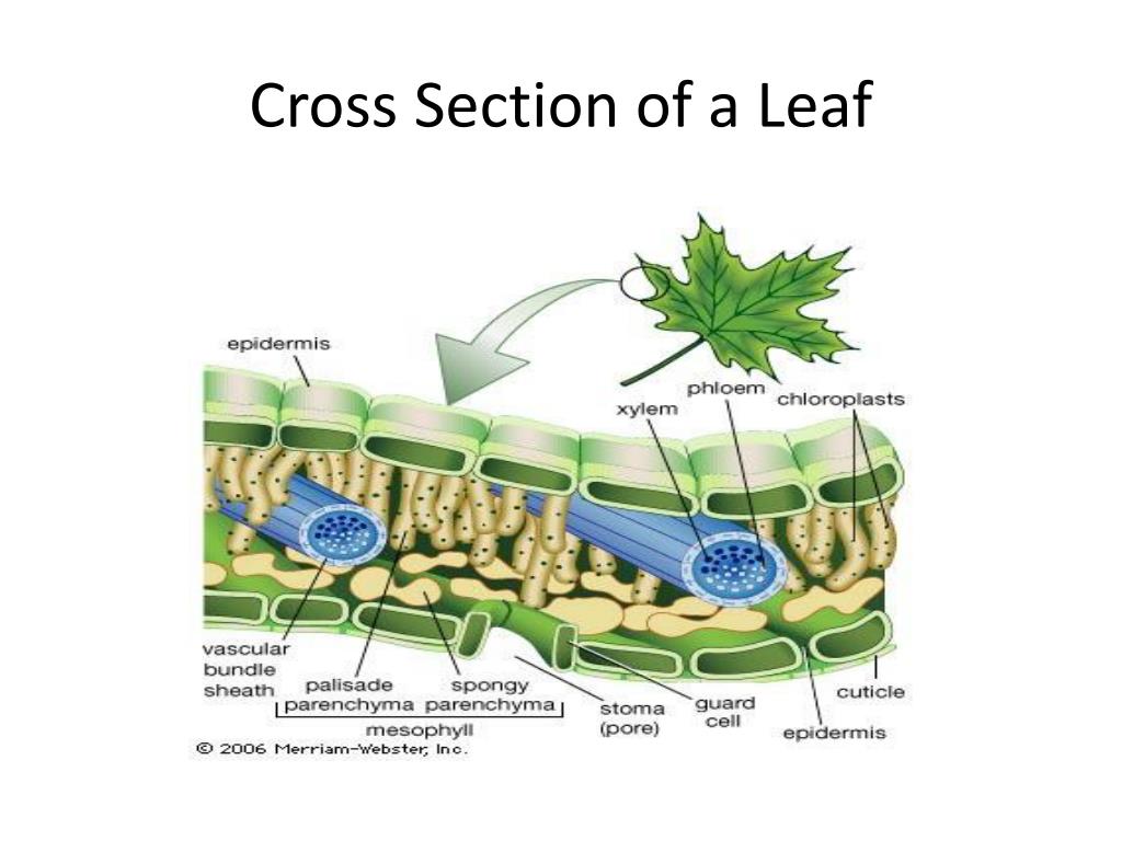 PPT - The leaf is the main photosynthetic organ of most vascular plants ...
