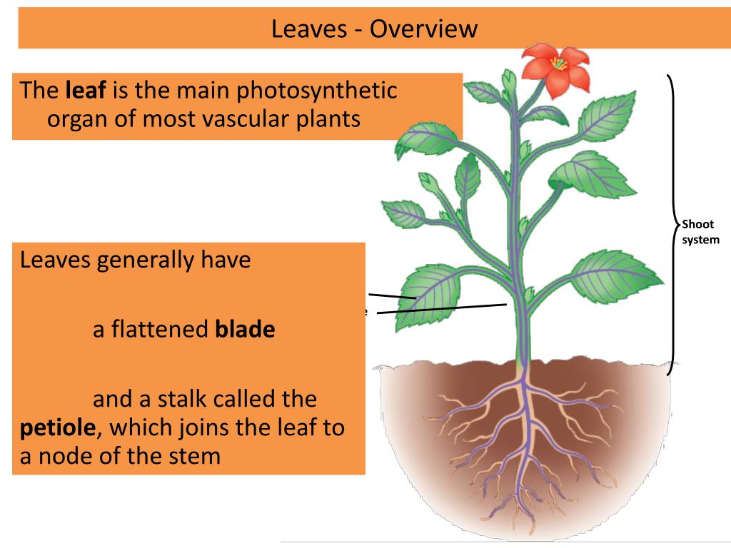 PPT - The leaf is the main photosynthetic organ of most vascular plants ...