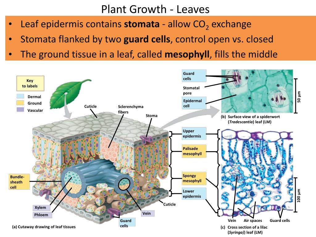 PPT - The leaf is the main photosynthetic organ of most vascular plants ...
