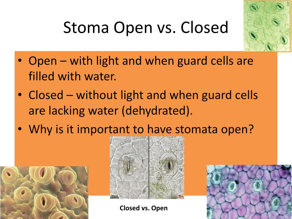 PPT - The leaf is the main photosynthetic organ of most vascular plants ...