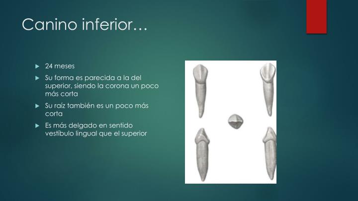 PPT - Generalidades de la cronología, erupción y morfología dentaria ...