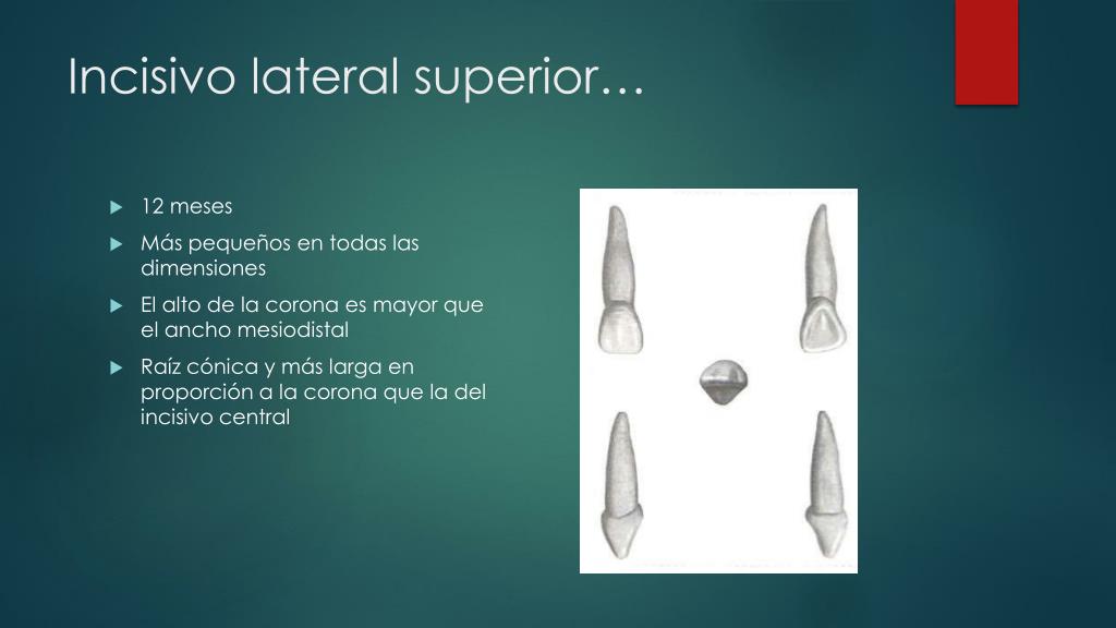 PPT - Generalidades de la cronología, erupción y morfología dentaria ...