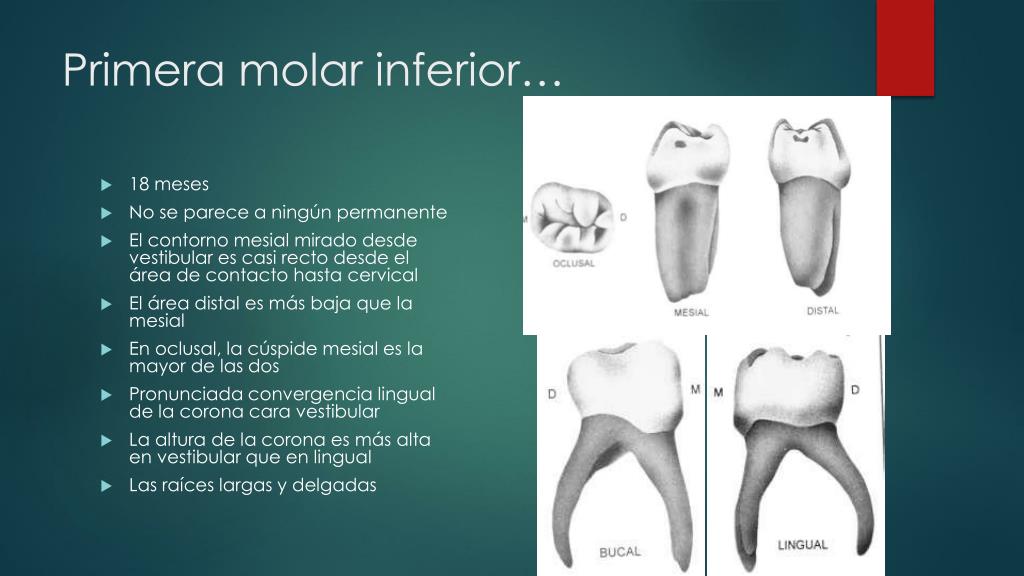 Anatomía Del Primer Molar Mandibular Primario Anatomía Dental De