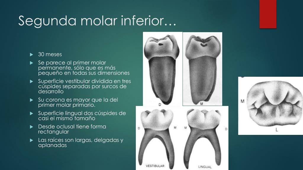 PPT - Generalidades de la cronología, erupción y morfología dentaria ...