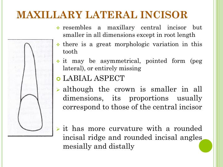 PPT - PERMANENT MAXILLARY INCISORS PowerPoint Presentation - ID:2029070